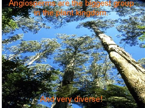Angiosperms Phylum Anthophyta Largest Group Of Plants Angiosperms