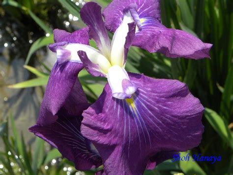 堀切菖蒲園の花菖蒲その2夏の初めの詩的な花 桜から四季の花まで、江戸東京散歩日記