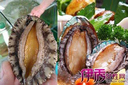 鲍鱼的营养价值图鲍鱼的营养价值有多高 常吃鲍鱼助你健康长寿 伊秀美食 yxlady