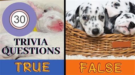 Trivia Quiz｜true Or False General Knowledge Questions｜can You Get A