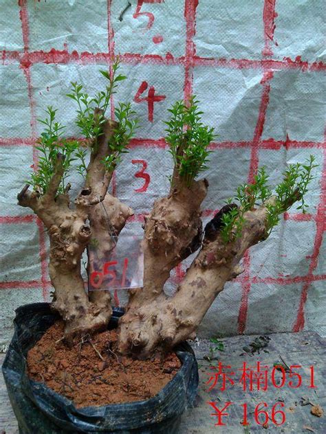 赤楠下山桩种下什么时候 好 Penjing8盆景吧