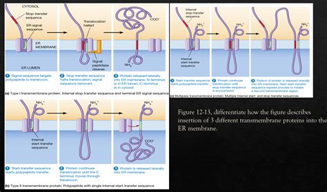 Solved 1 ﻿signal Sequence Targets Polypeptide To