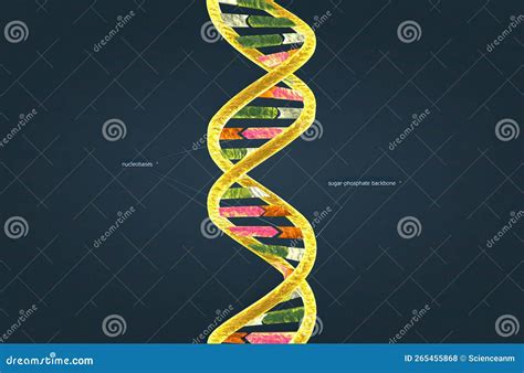 Dna Is The Molecule That Carries Genetic Information For The Development And Functioning Of An