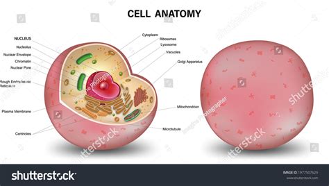 Cell Cross Section Structure Detailed Colorful Stock Illustration 1977507629 Shutterstock