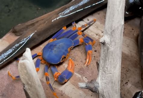 Crab Species Identification R Aquariums