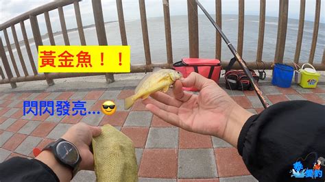「泰愛釣」堤防沈底投釣竹圍南堤午仔季湊熱鬧，結果釣到是金耶的魚，姑且叫它黃金魚😄 Youtube