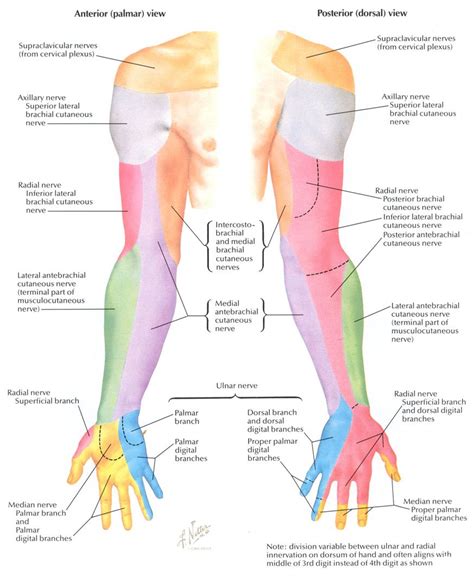 Dermatome Netter