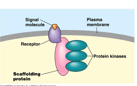 Lecture 17 Flashcards Quizlet