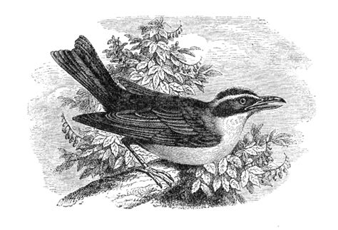 Bird Illustrations Flycatcher