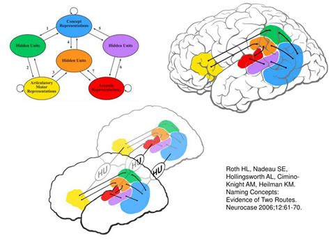 Ppt Connectionist Models Of Language Powerpoint Presentation Free Download Id626882