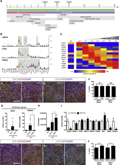 Single Cell Transcriptomics Reveals Correct Developmental Dynamics And High Quality Midbrain