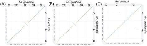 Whole Genome Pairwise Alignment Dot Plots Between Chromosome Level