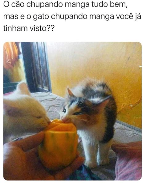 O cão chupando manga tudo bem mas e o gato chupando manga você já