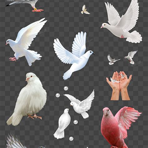鸽子图片白鸽简笔画图片和平鸽