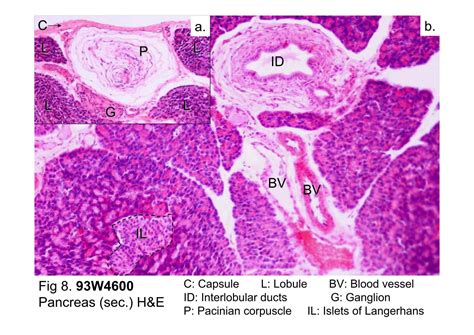Pancreas Slide Labeled Anatomy And Physiology 2 Lab Slide Pancreas