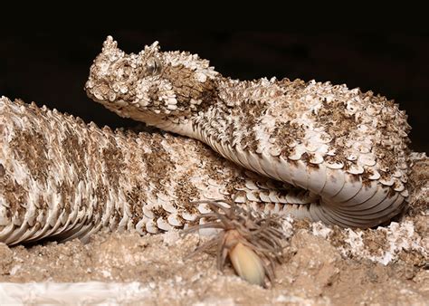 Spider Tailed Horned Viper Wikipedia