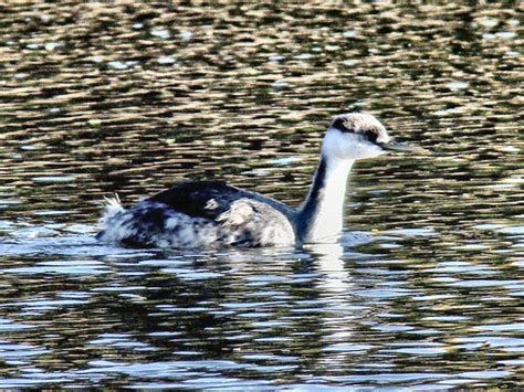 Birdmovement Object Detection Model By Meraketsor