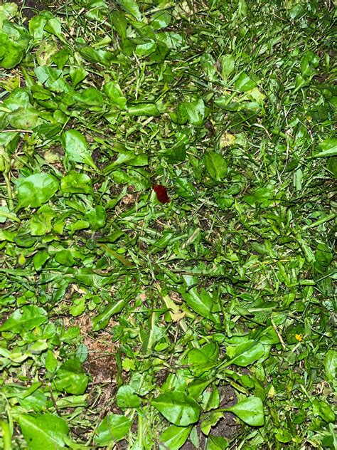 Hund Hat Durchfall Mit Blut Und Schleim Gesundheit Krankheit Tierarzt