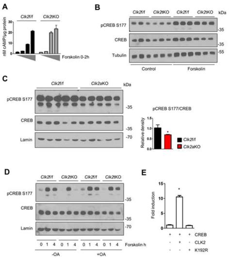 Adipose Tissue Clk2 Promotes Energy Expenditure During High Fat Diet