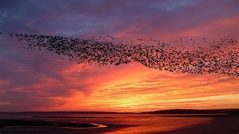 Algoritmos Bioinspirados Ia Expert Academy