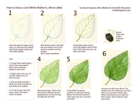 Scientific Illustration How To Draw A Leaf Scientific Illustration Illustration