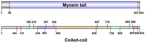 The Functional Domain And Coiled Coil Regions Predicted By Hmmer