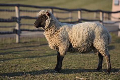 11 Delightful Sheep With Black Faces The Cutest Sheep Contest