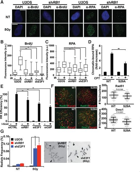 Figure 1 From Rb Localizes To Dna Double Strand Breaks And Promotes Dna End Resection And