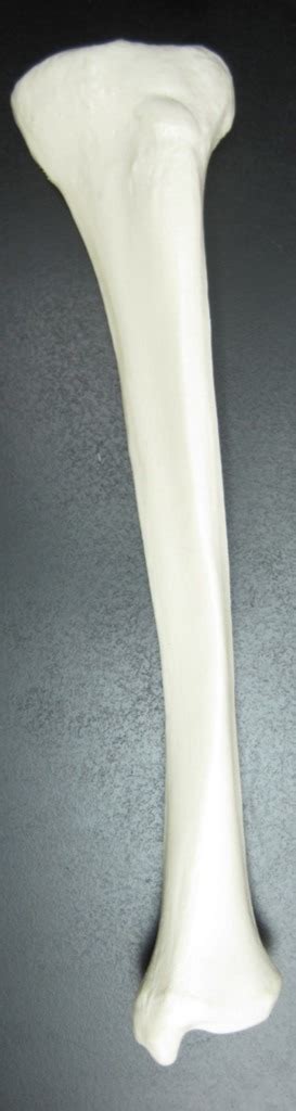 Tibia Diagram Quizlet