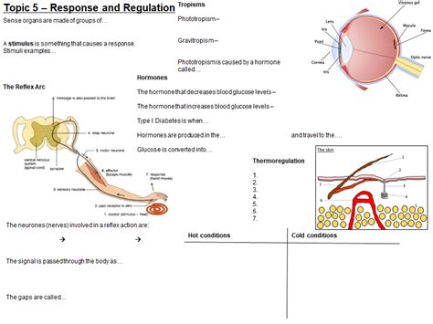 Biology Gcse Year 11 Revision Teaching Resources
