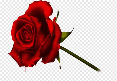 정원 장미 컷 꽃 꽃잎 종이 꽃 Floribunda 컴퓨터 벽지 식물 줄기 Png Pngwing