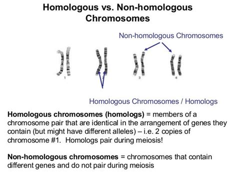 Genetics Chapter 3 Part 1
