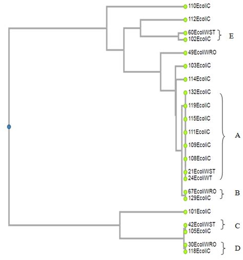 Agarose Gel Electrophoresis 2 Showed Rapd Patterns Of Escherichia