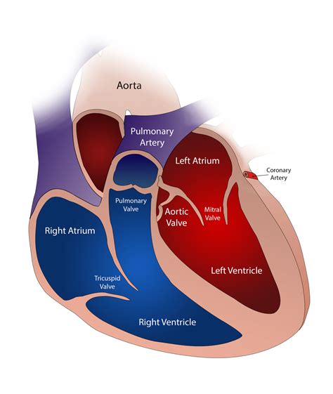 Basic Echocardiography Paediatric Cardiology Courses