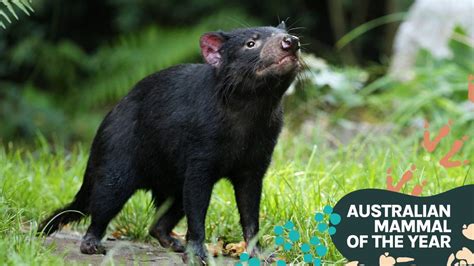 Tasmanian Devil Mating