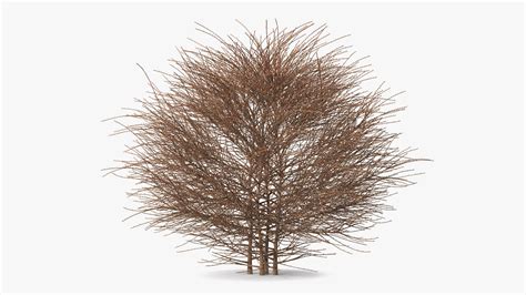 Shrub Bark 3d Model 24 3ds Blend C4d Fbx Max Ma Lxo Obj Free3d