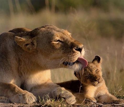 Best Lion Cub Images On Pholder Hardcoreaww Nature Is Fucking Lit And Babybigcatgifs