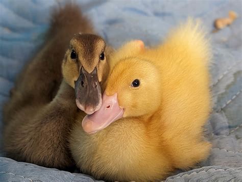 Why Mail Order Ducklings In Valley Stream Are No Quacking Matter