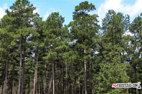 Gerald Eugene Wright Myparistexas