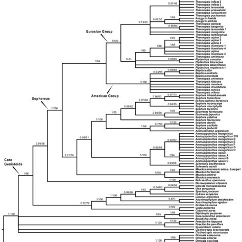Bayesian Tree Of The Concatenated Nuclear Its A And The Concatenated
