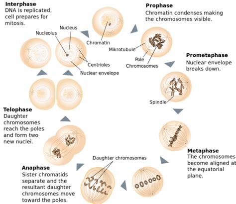 What Is The Difference Between Interphase Chromatin And Mitotic Chromosomes Compare The
