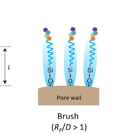 Figure S3 Schematic Illustrations Of Peg Conformation Depending On The