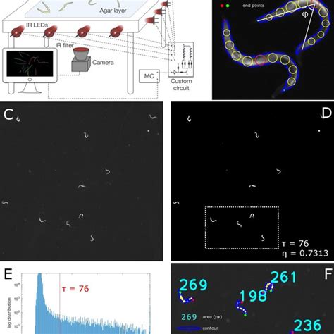 Thrashing A Fim Image Of Thrashing Experiments Each Worm Is Placed