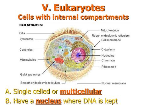 Ppt The Cell The Smallest Functional Unit Of Life Powerpoint Presentation Id 2130065