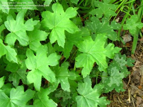 Plantfiles Pictures Great Waterleaf Hydrophyllum Appendiculatum 1