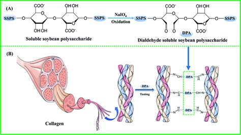 Scheme Of Dpa Preparation And Its Application In Cross Linking Collagen Download Scientific