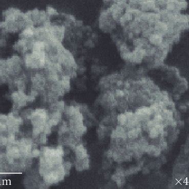 SEM Image Of TiO Particles Download Scientific Diagram