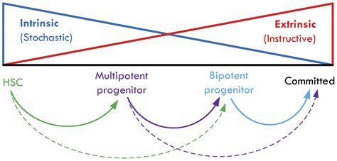 Proposed Paradigm For Hematopoiesis Extrinsic Instructive And Download Scientific Diagram