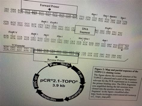 Solved Dna Fragments Were Cloned Into The Polylinker Multiple Cloning 1 Answer