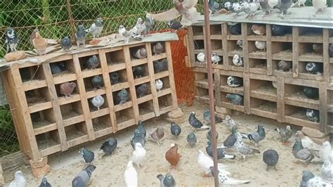 গাড়ল ছাগল হাঁস মুরগি কবুতর পালন 01923105930 Youtube